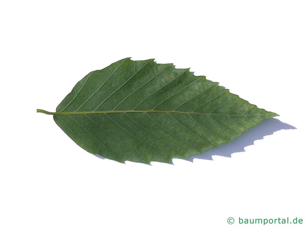 Wunderbar Amerikanische Buche Blatt Bild