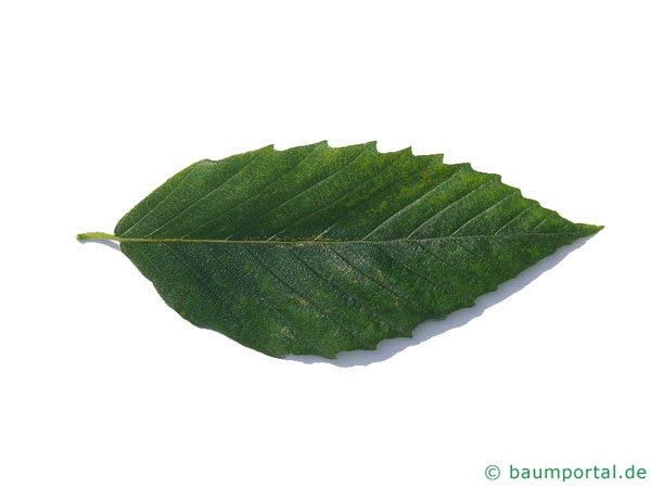 Amerikanische Buche Blatt