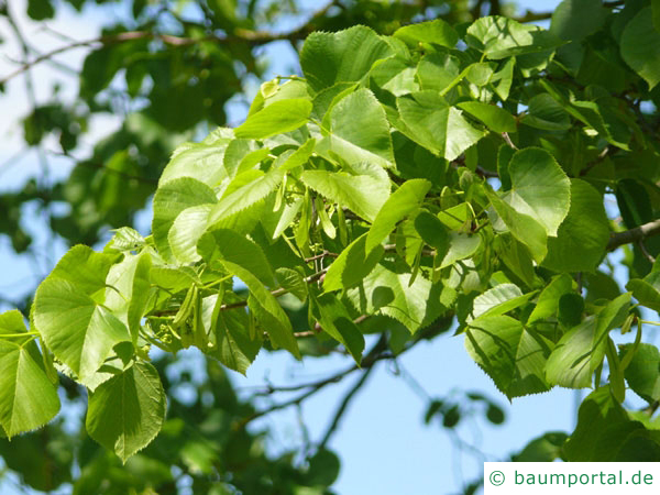 Amerikanische Linde | Tilia americana