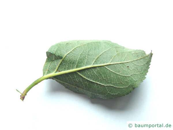Apfelbaum | Malus hyb.
