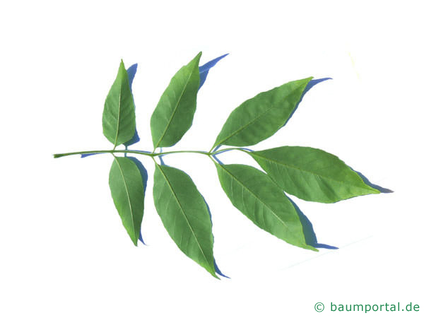 Arizona-Esche | Fraxinus velutina