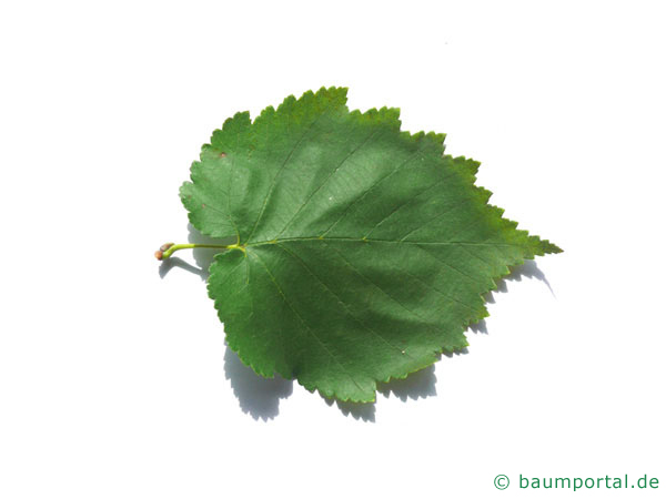 Baumhasel | Corylus colurna