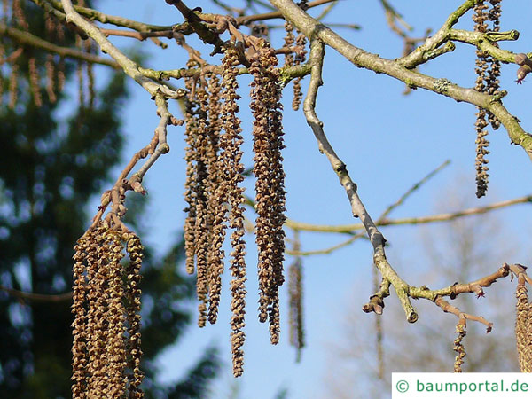 Baumhasel | Corylus colurna