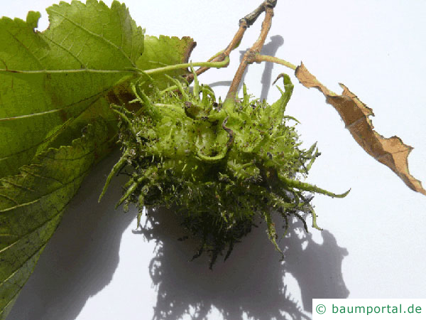 Baumhasel | Corylus colurna