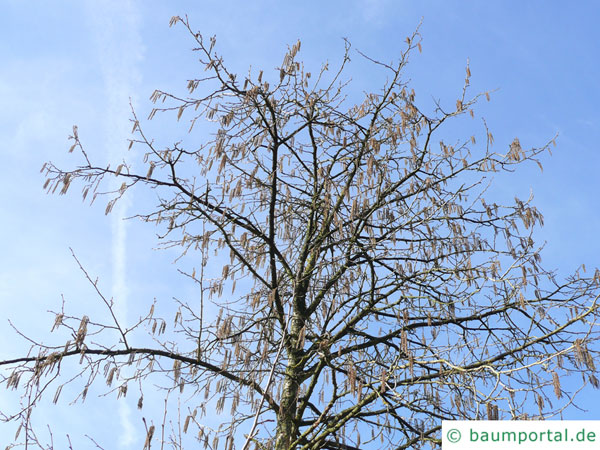 Baumhasel | Corylus colurna