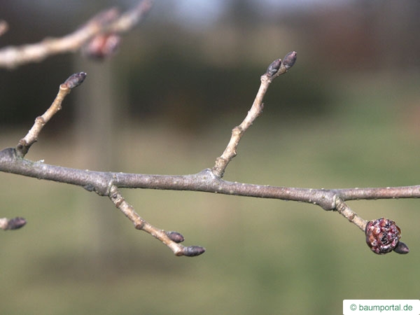 Berg-Ulme | Ulmus glabra