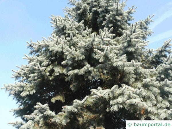 Blaufichte | Picea pungens 'Glauca'