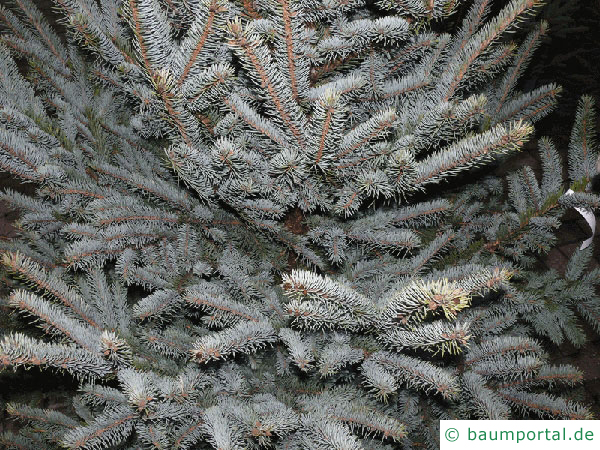Blaufichte | Picea pungens 'Glauca'