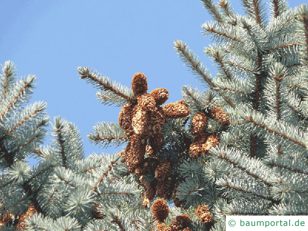 Blaufichte | Picea pungens 'Glauca'