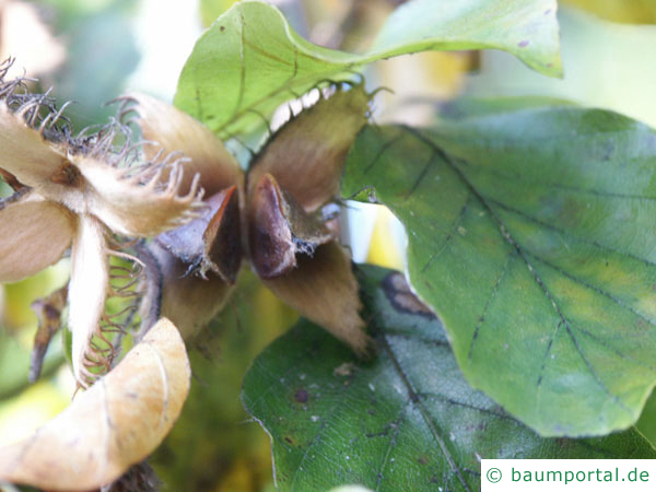 Buche | Fagus sylvatica