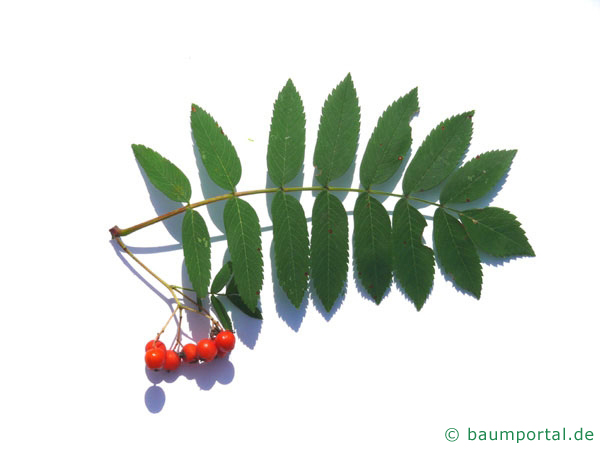 Vogelbeere | Sorbus aucuparia