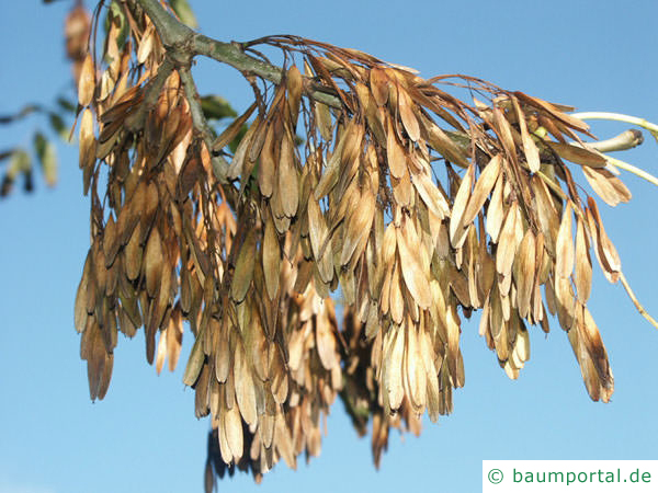 Esche | Fraxinus excelsior