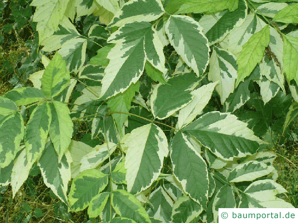 Eschen-Ahorn | Acer negundo