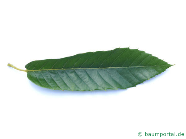 Esskastanie | Castanea sativa