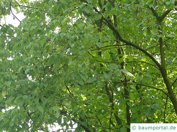 Faulbaum | Frangula alnus