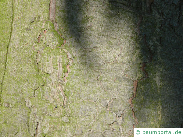 Fichte Rotfichte | Picea abies