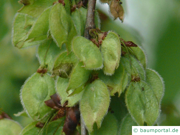 Flatter-Ulme | Ulmus laevis