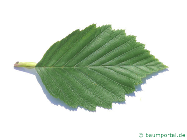 Grau Erle Blatt
