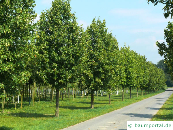 Holländische Linde | Tilia x europaea