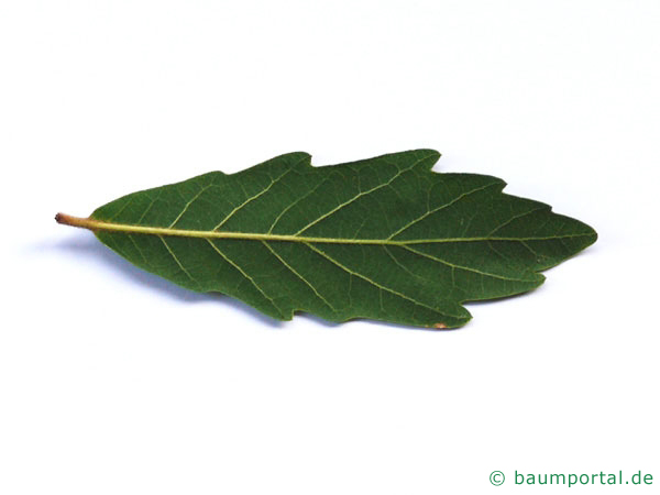 Immergrüne Eiche | Quercus turneri 'Pseudoturneri'