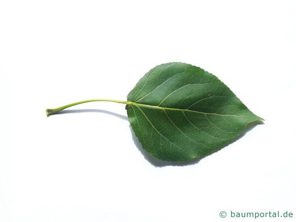 Kanadische Pappel | Populus canadensis