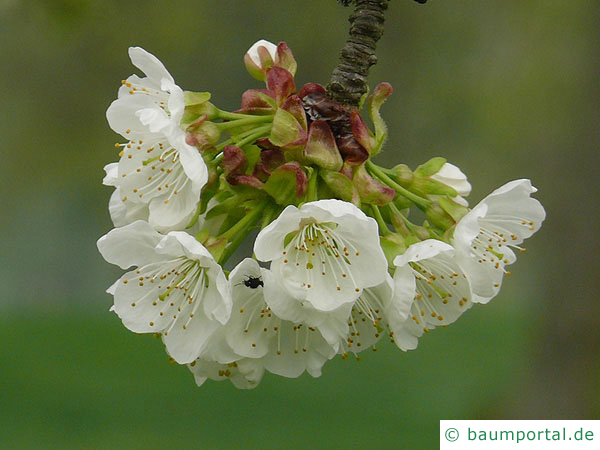 Wild-Kirsche | Prunus avium