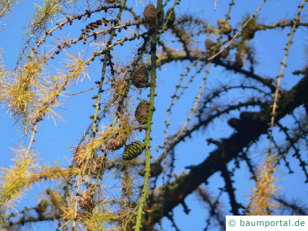 Laerche | Larix decidua