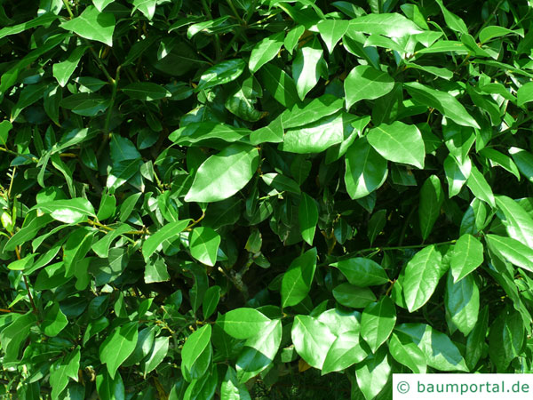 Lorbeerbaum | Laurus nobilis