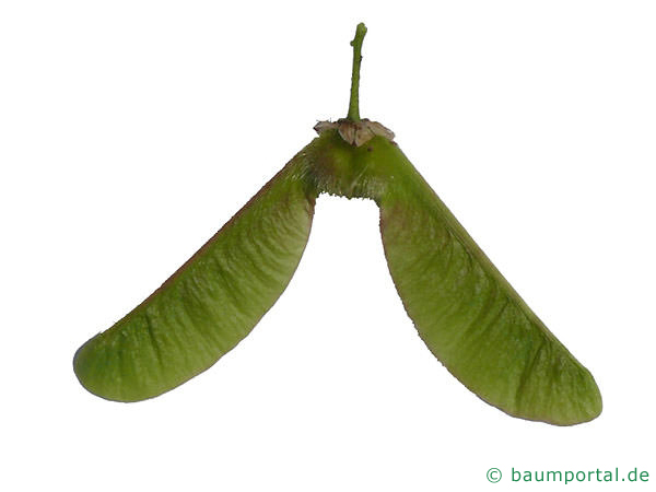 Oregon-Ahorn | Acer macrophyllum