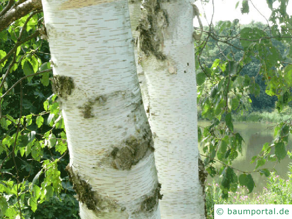 Papier-Birke | Betula papyrifera