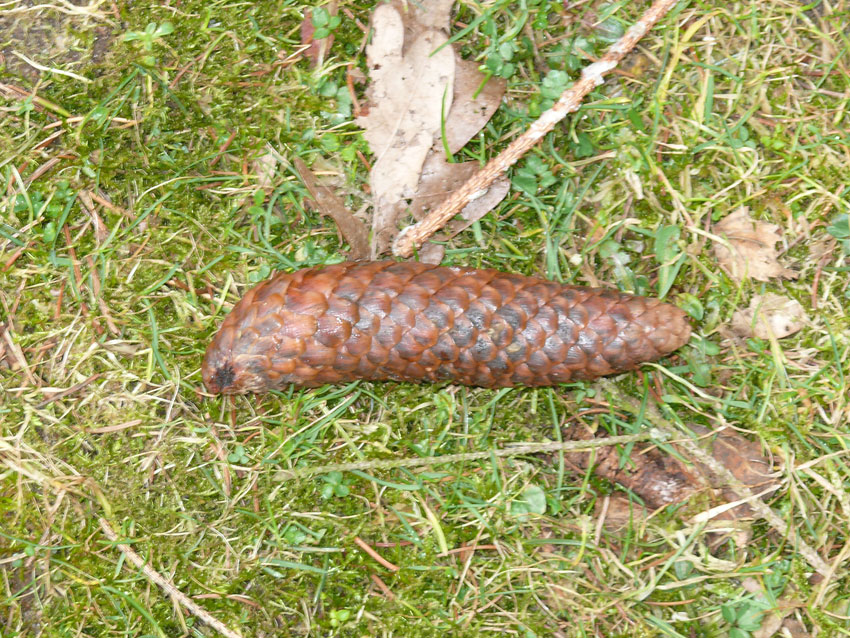 Fichte Rotfichte | Picea abies