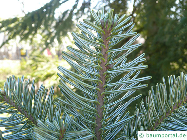 Purpur-Tanne | Abies amabilis