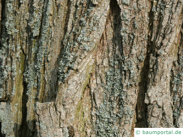 Robinie | Robinia pseudoacacia