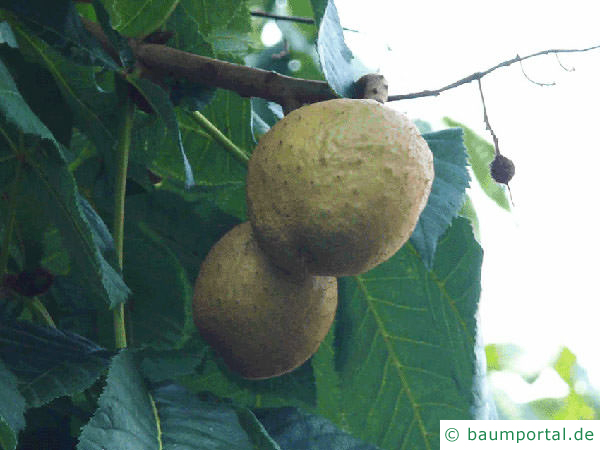 Rotblühende Kastanie | Aesculus carnea
