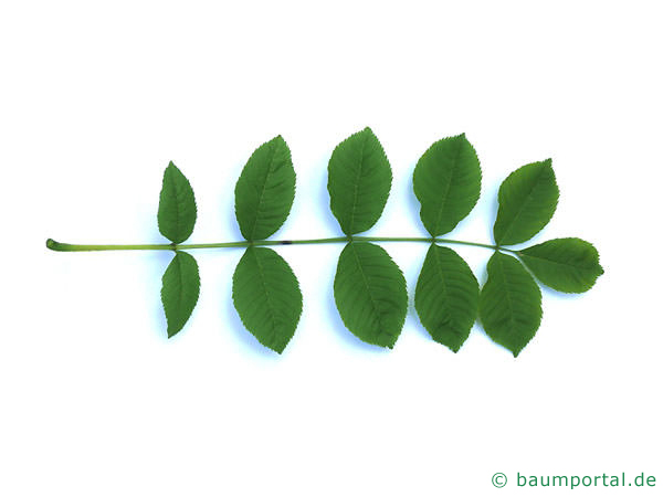 Schwarz-Esche | Fraxinus nigra