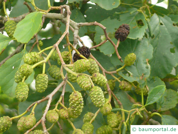 Schwarz-Erle | Alnus glutinosa