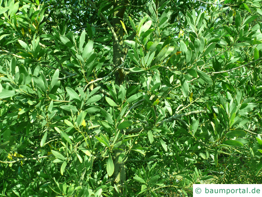 Schwarzholz-Akazie | Acacia melanoxylon