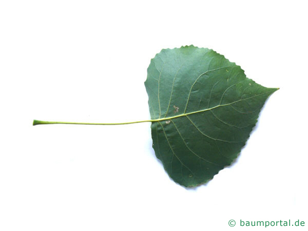 Schwarz-Pappel | Populus nigra