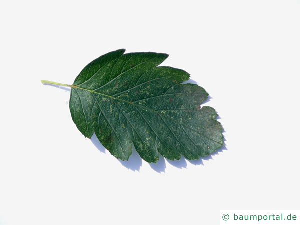 Sorbus Intermedia Blatt