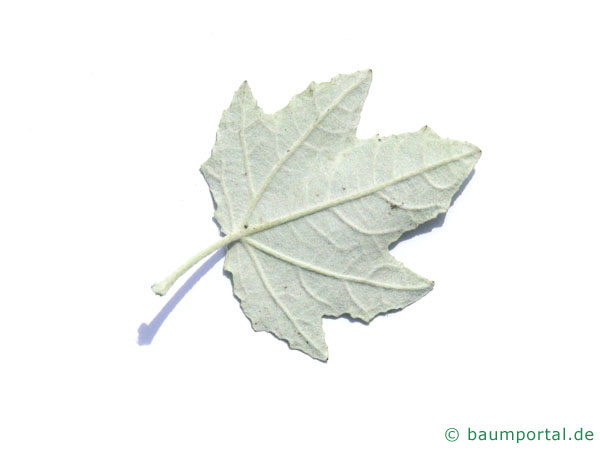 Silber-Pappel | Populus alba