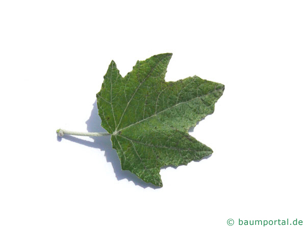 Silber-Pappel | Populus alba