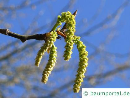 Pappel Blüte | Baumportal