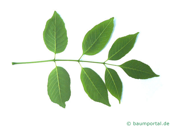 Texas-Esche | Fraxinus texensis