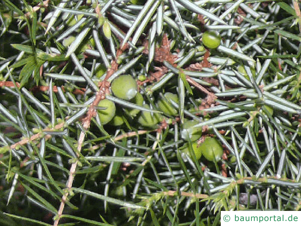Wacholder | Juniperus communis