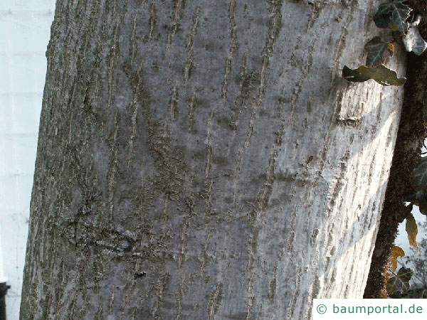 Walnussbaum | Juglans regia