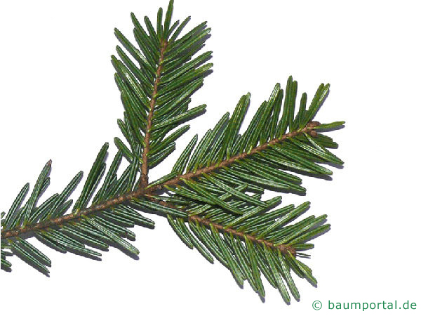 Weisstanne | Abies alba