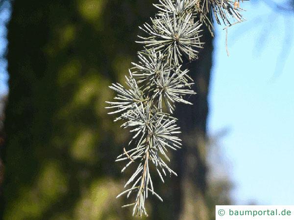 Zeder-Blauzeder | Cedrus atlantica 'Glauca'