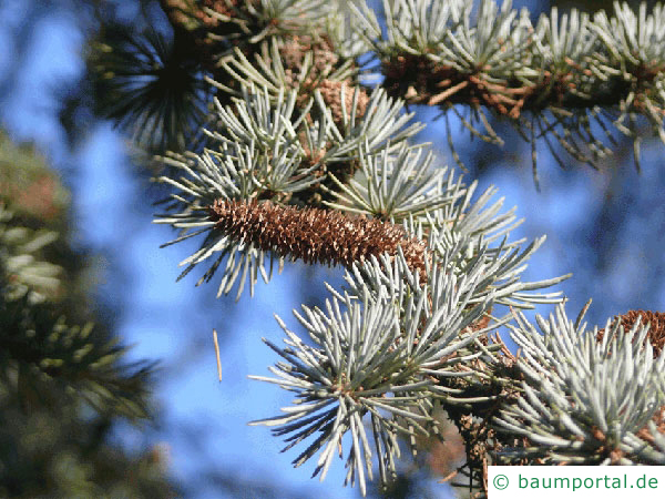 Zeder-Blauzeder | Cedrus atlantica 'Glauca'